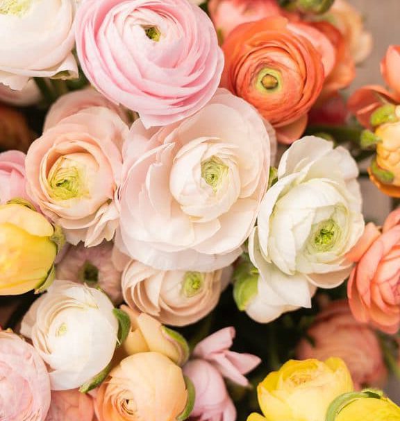 Kako se brinuti za Ranunculus - Moja Cvecara Kako se brinuti za Ranunculus - Moja Cvecara