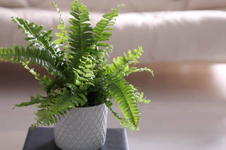 14 neverovatnih upotreba i prednosti Bostonske paprati - Moja Cvecara