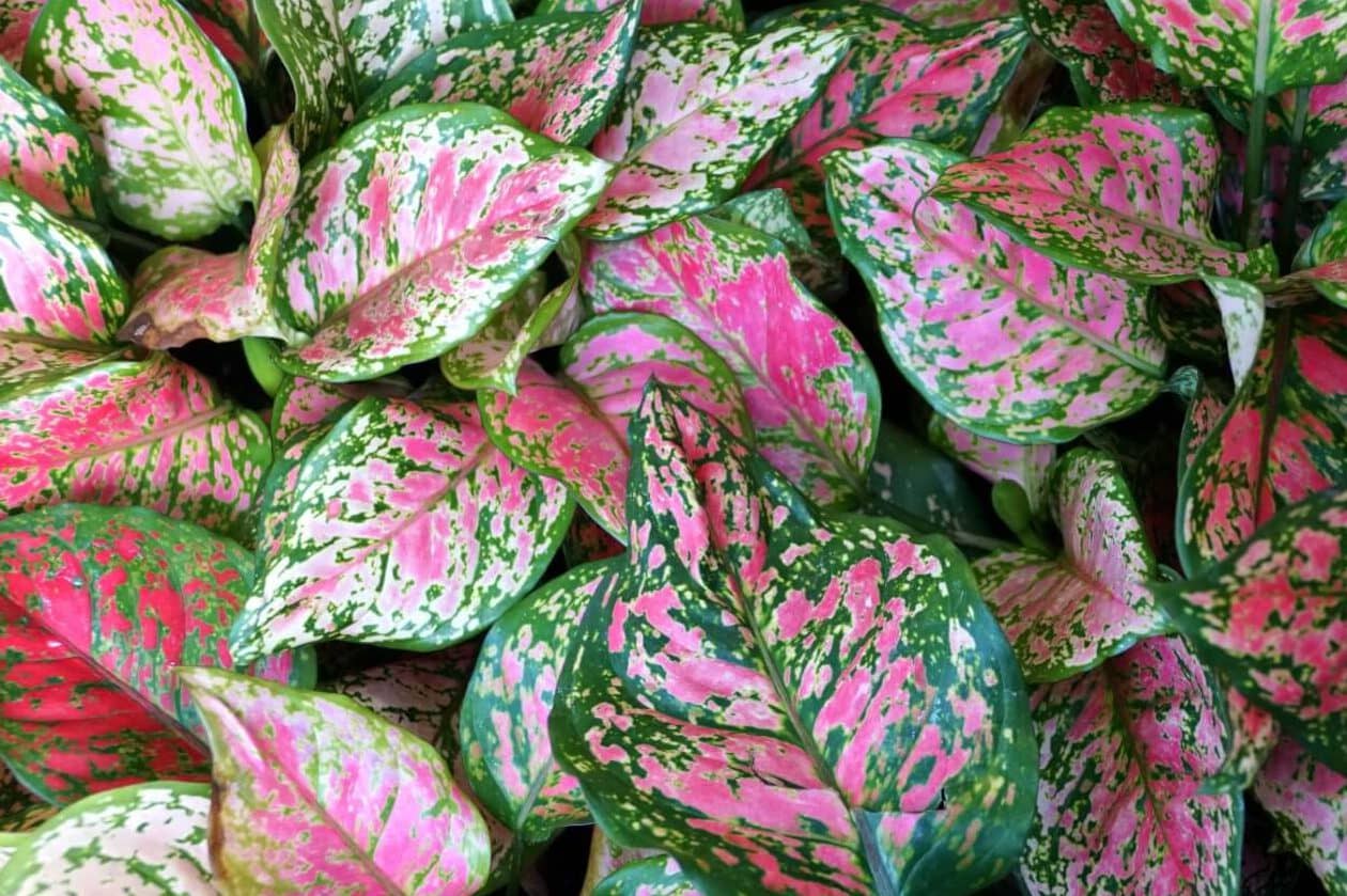 26 najboljih vrsta biljaka Aglaonema (kineske zimzelene biljke) - Moja ... 26 najboljih vrsta biljaka Aglaonema (kineske zimzelene biljke) - Moja ...