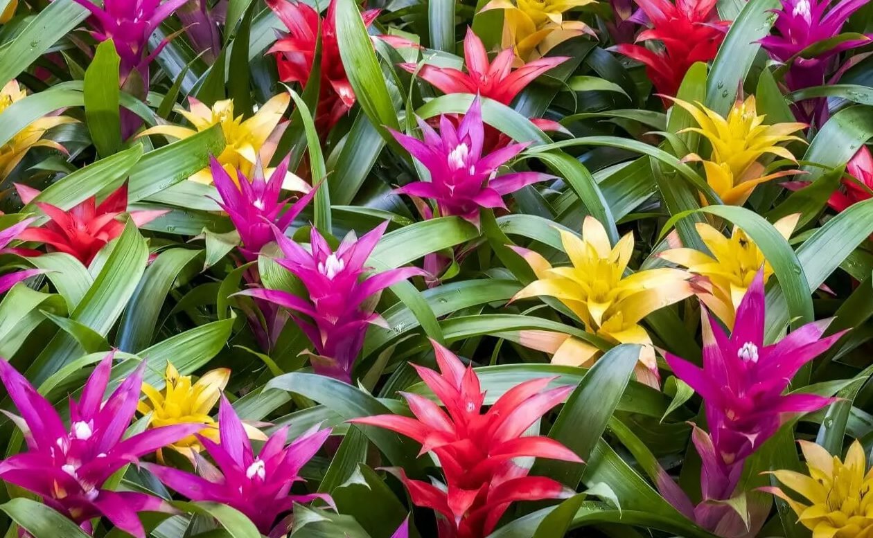 12 neverovatnih prednosti biljaka bromelija - Moja Cvecara