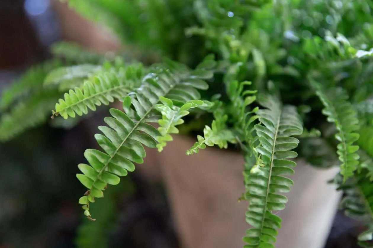 Kada i kako zalijevati Bostonske paprati (osnovni saveti!) - Moja Cvecara