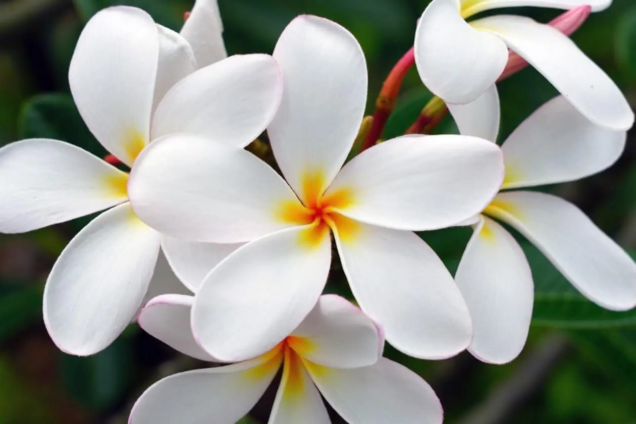 19 najmirisnijih belih cvetova - Moja Cvecara