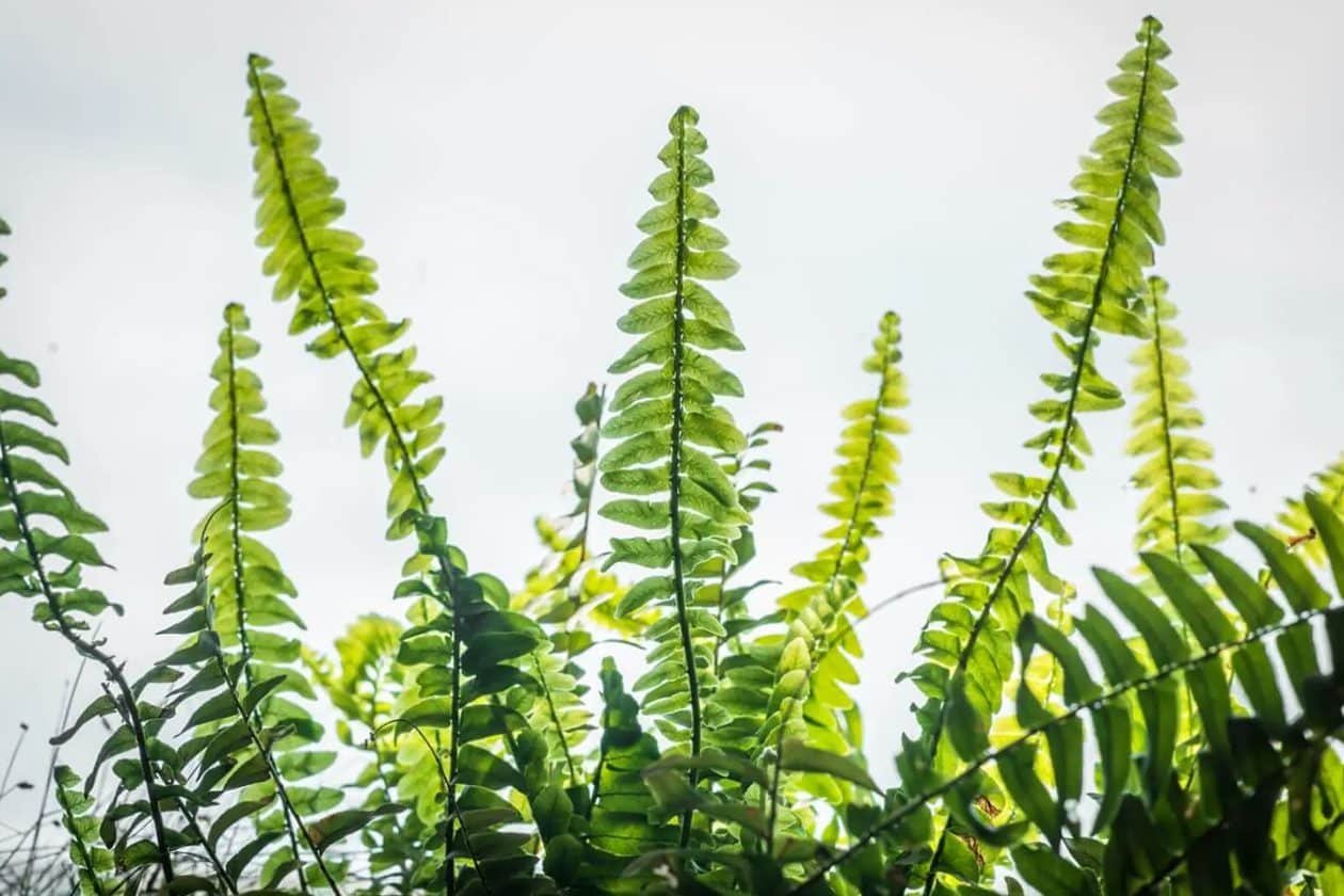 9 uobičajenih štetočina i bolesti bostonske paprati - Moja Cvecara