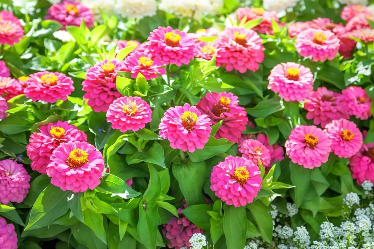 Kako oploditi cveće cinije za optimalno cvetanje - Moja Cvecara