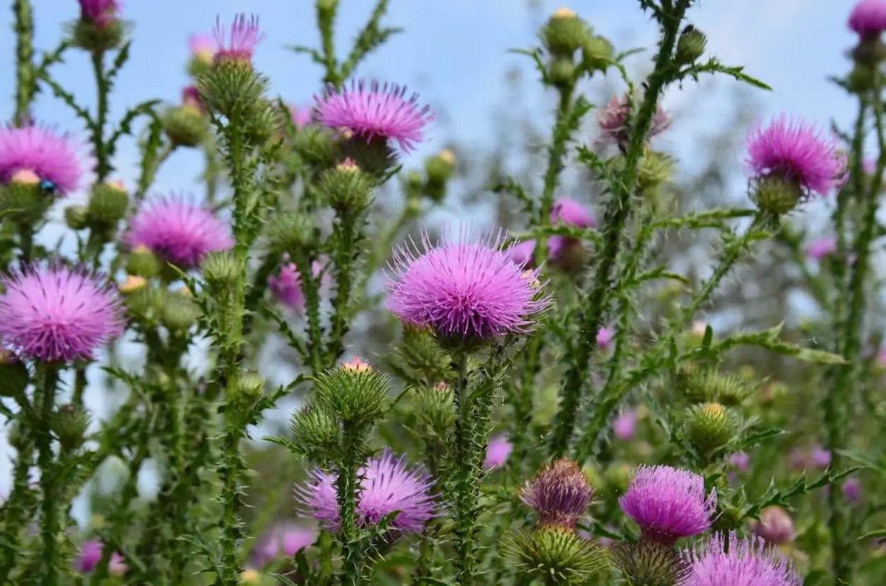 Ultimativni vodič za značenje cveta čička (Cirsium) - Moja Cvecara
