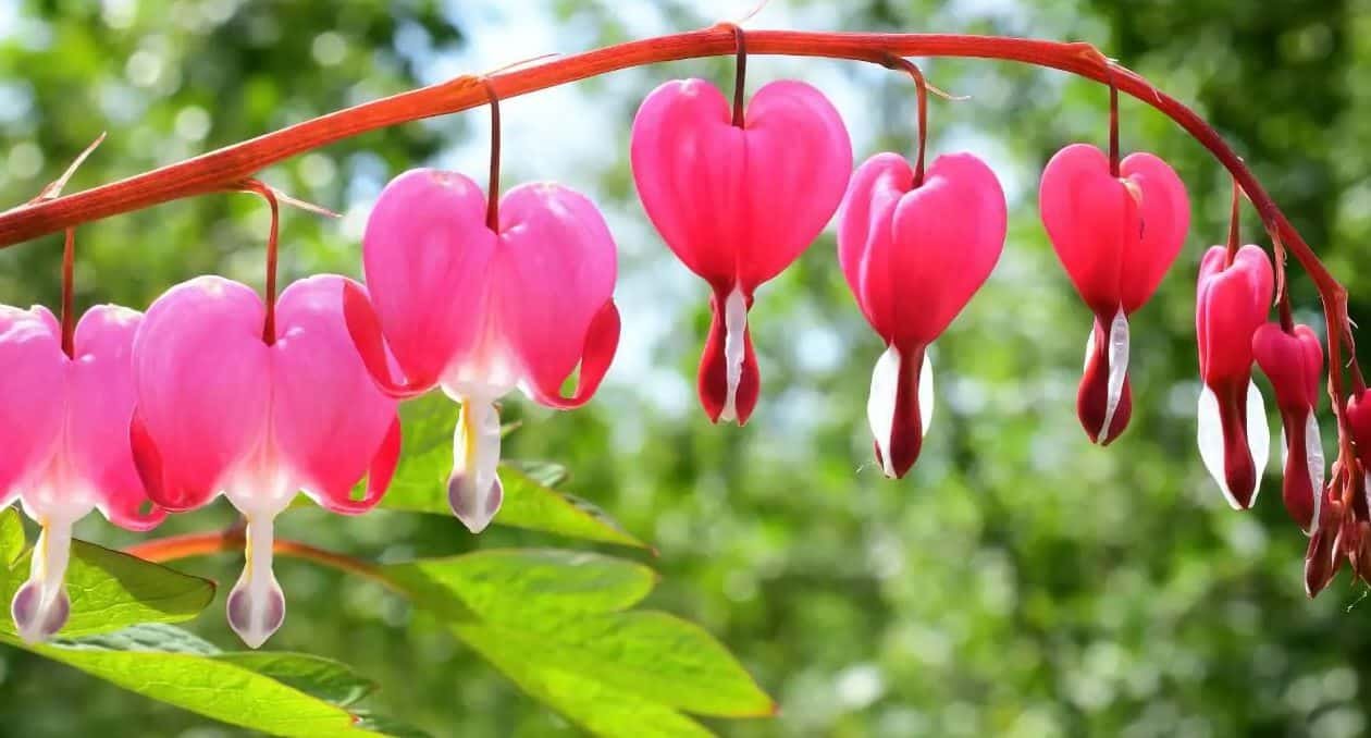 Ultimativni vodič za značenje cveta srca koje krvari - Moja Cvecara