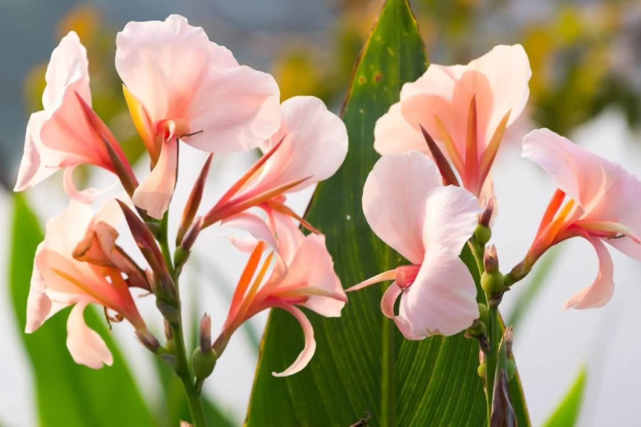 Značenje ljiljana i simbolika u jeziku cveća - Moja Cvecara