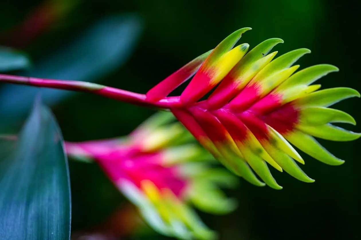 17 najpopularnijih vrsta biljaka bromelija - Moja Cvecara