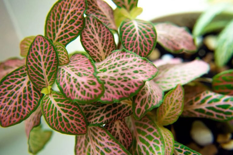 Nervne biljke svetlosni zahtevi za optimalan rast - Moja Cvecara