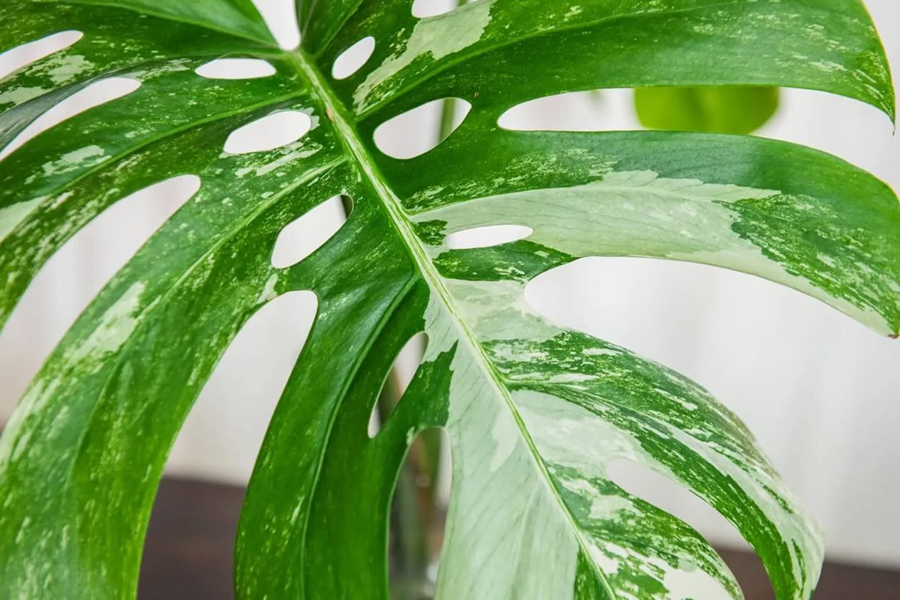 Ultimativni vodič za raznovrsne biljke Monstera - Moja Cvecara