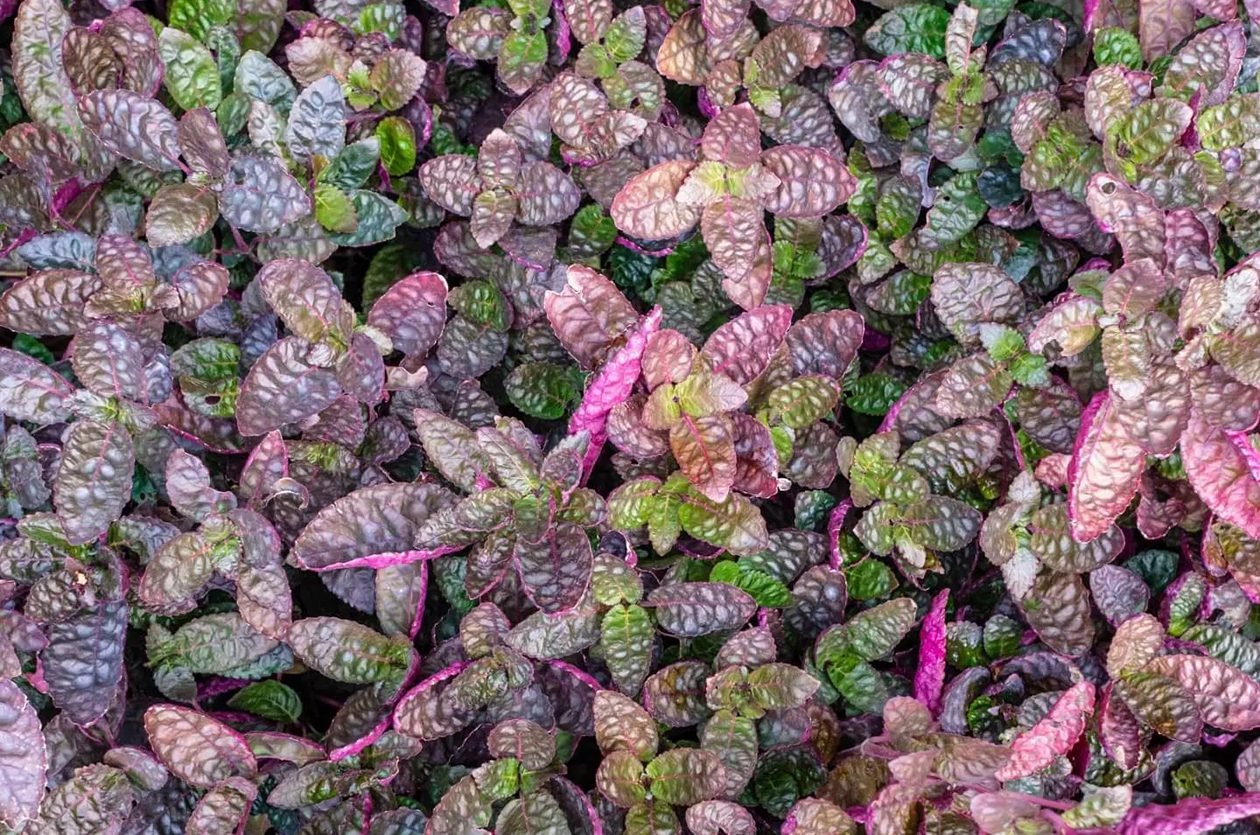 Vodič za negu ljubičaste biljke vafla (Hemigraphis alternata). - Moja ...