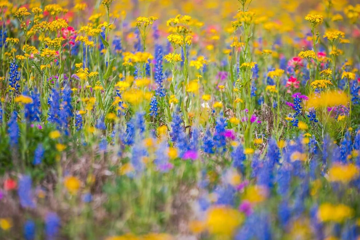 Kada cvetaju divlje cveće? - Moja Cvecara