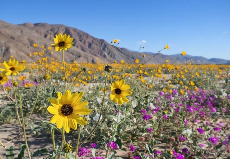 Kako divlje cveće preživljava u pustinji? - Moja Cvecara