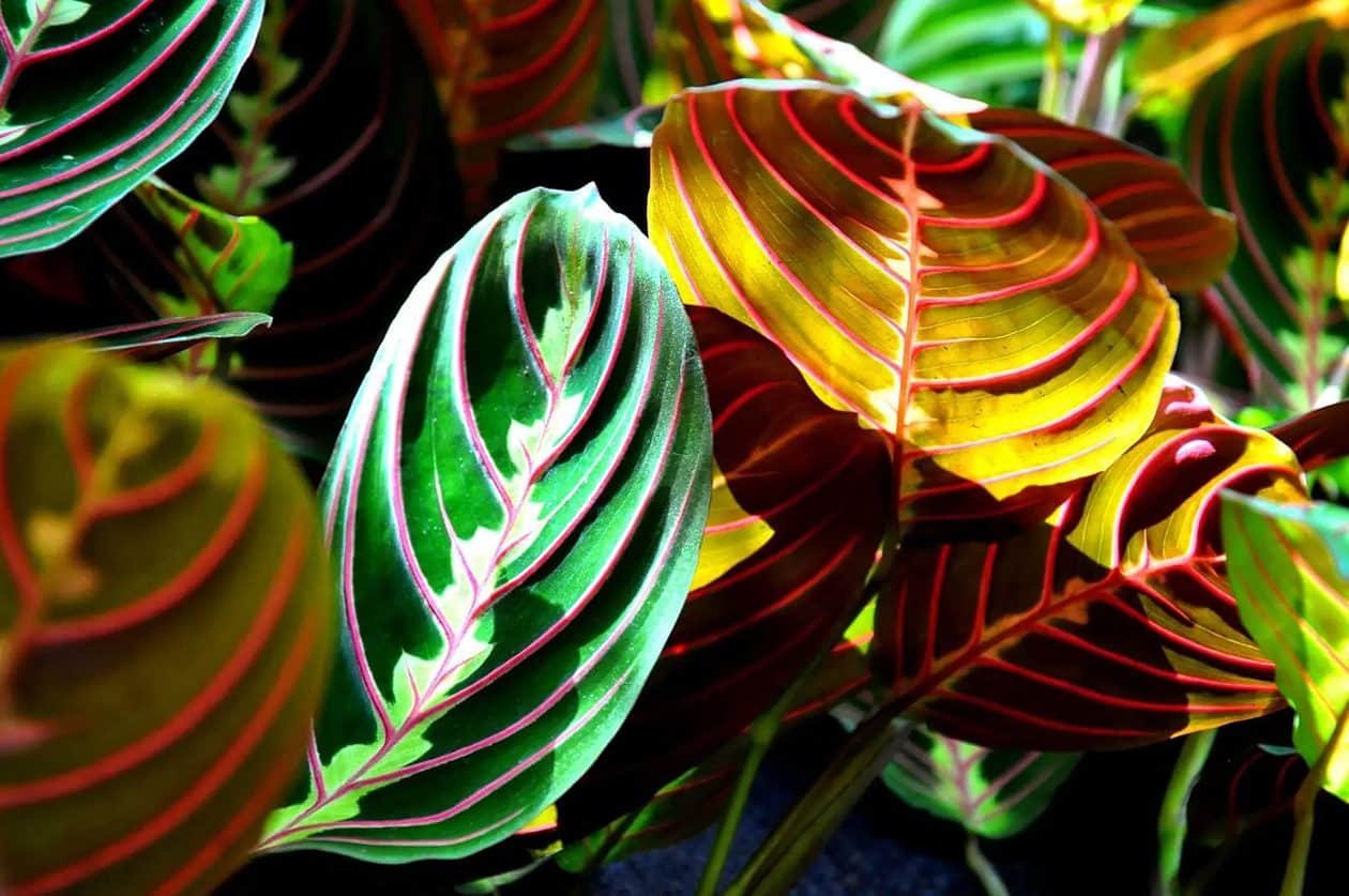 Kako uzgajati molitvene biljke kod kuće - Moja Cvecara