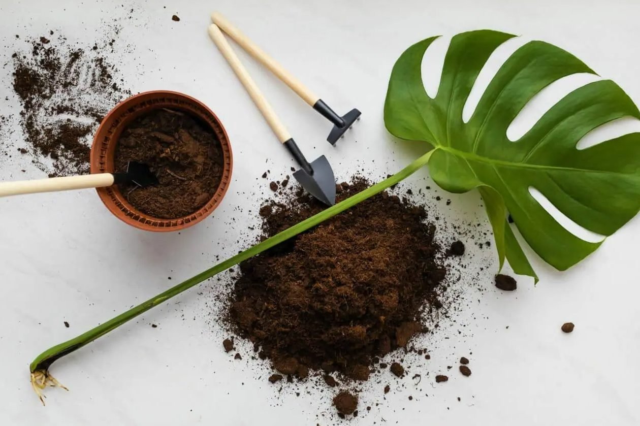 Najbolja mešavina tla za biljke Monstera (osnovni saveti) - Moja Cvecara