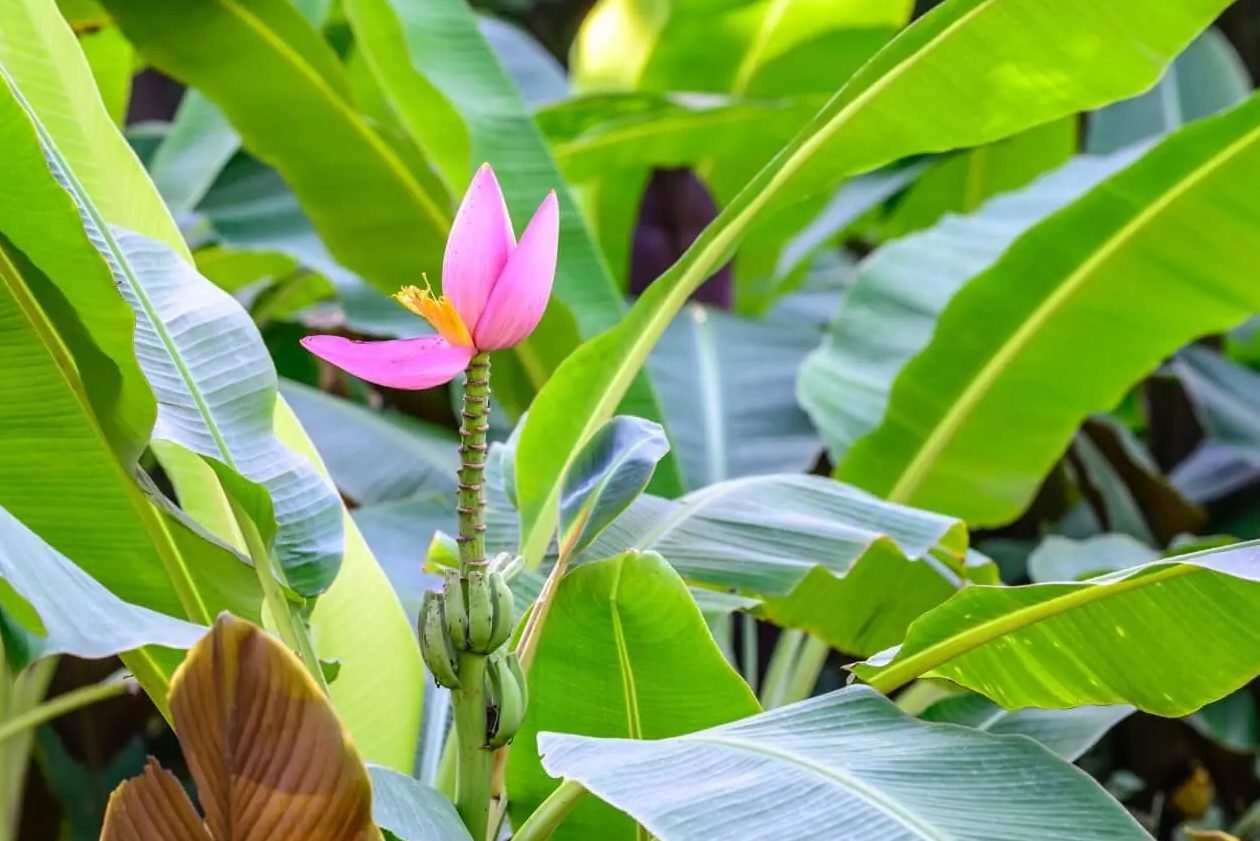 Ultimativni vodič za negu biljaka banana (Musa) kod kuće - Moja Cvecara