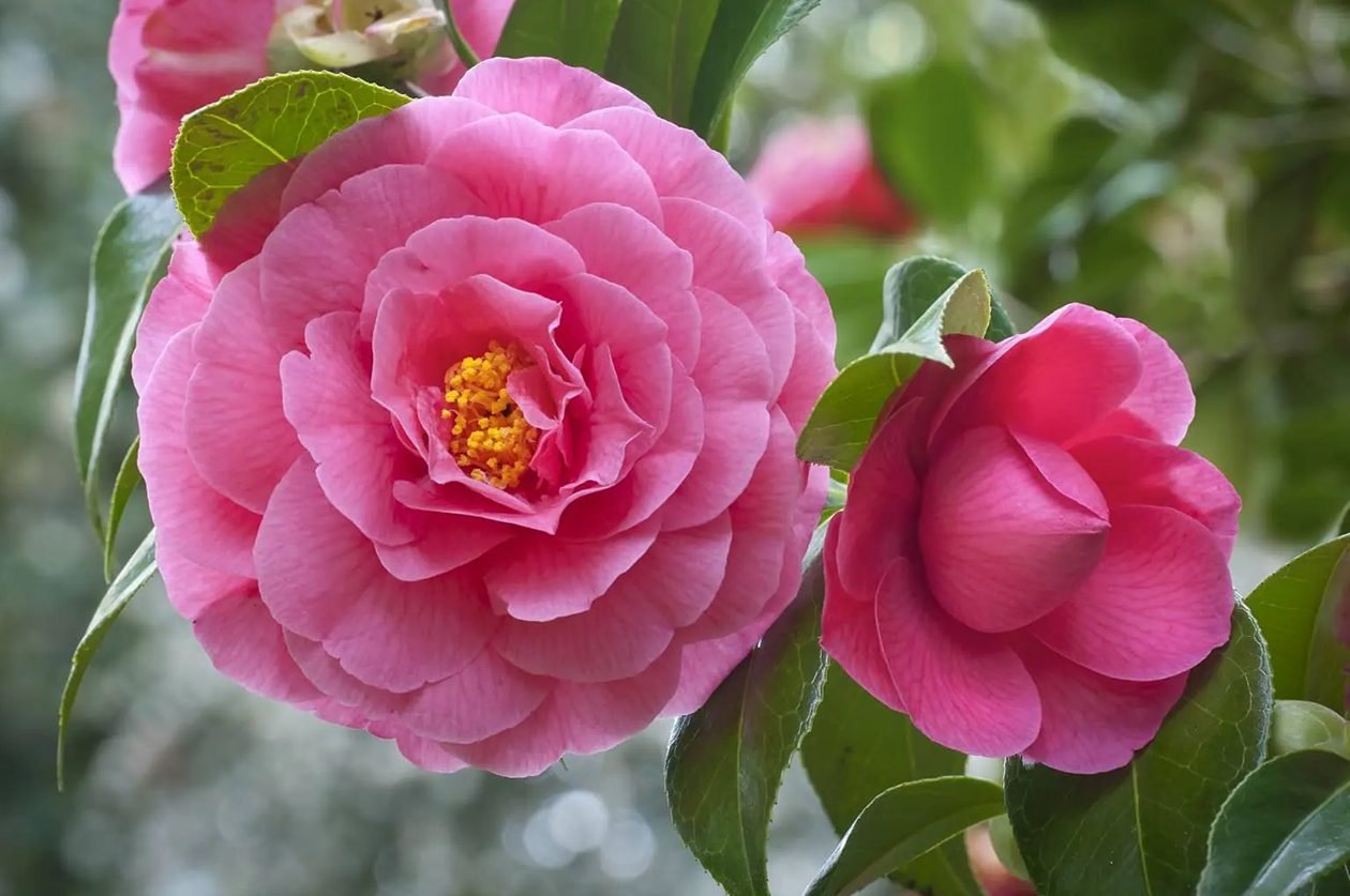 Ultimativni vodič za značenje i upotrebu cveta kamelije - Moja Cvecara