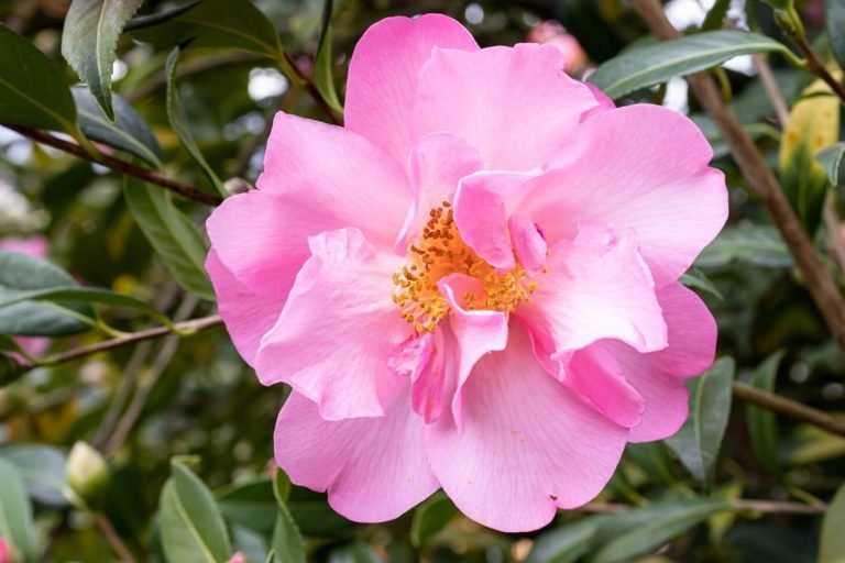 Da li biljke kamelije mogu da rastu u saksijama? - Moja Cvecara