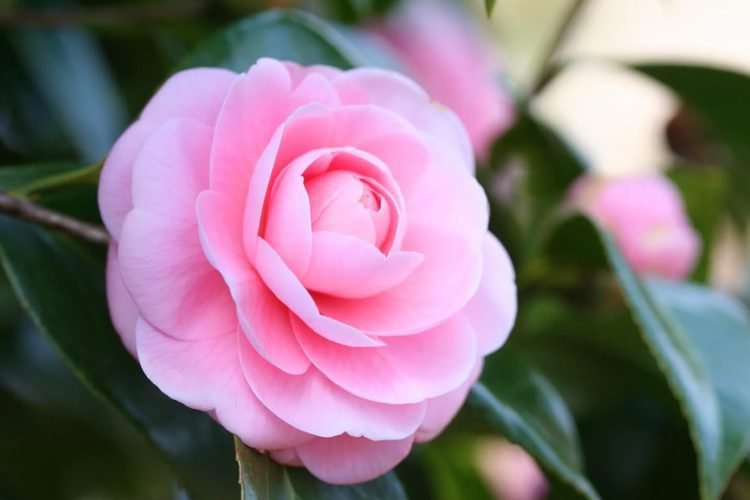 Da li je cveće kamelije jestivo? - Moja Cvecara