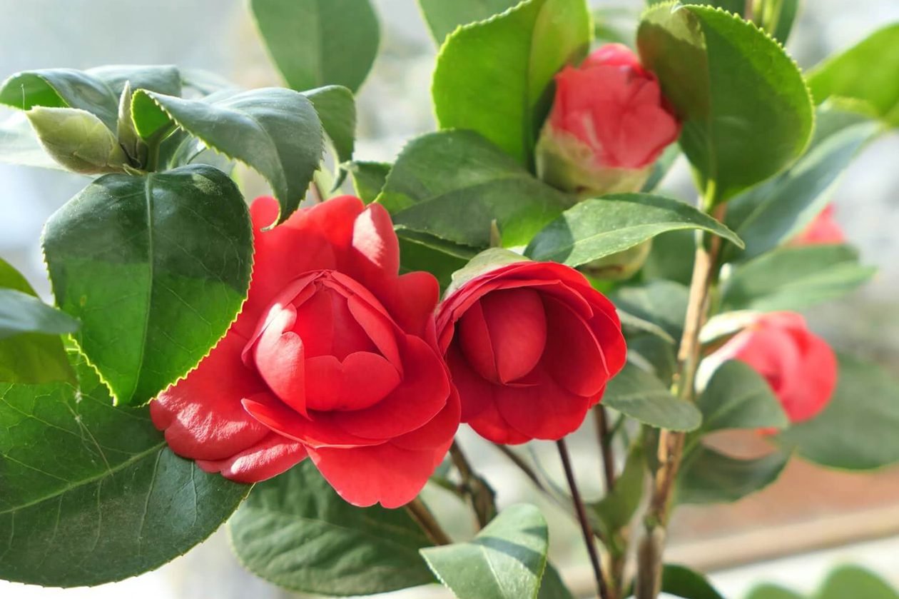 Mogu li biljke kamelije rasti u zatvorenom prostoru? (Osnovni vodič ...