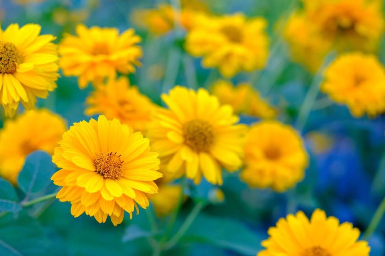 Žuto cveće: 55 prelepih sorti koje će osvetliti vašu baštu - Moja Cvecara