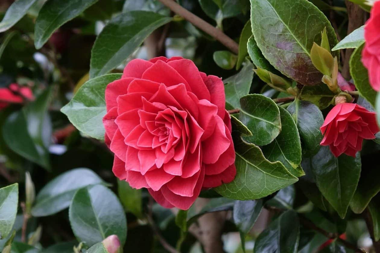 17 Crvenih cvetova kamelije: Zapanjujući pregled od grimizne do ...