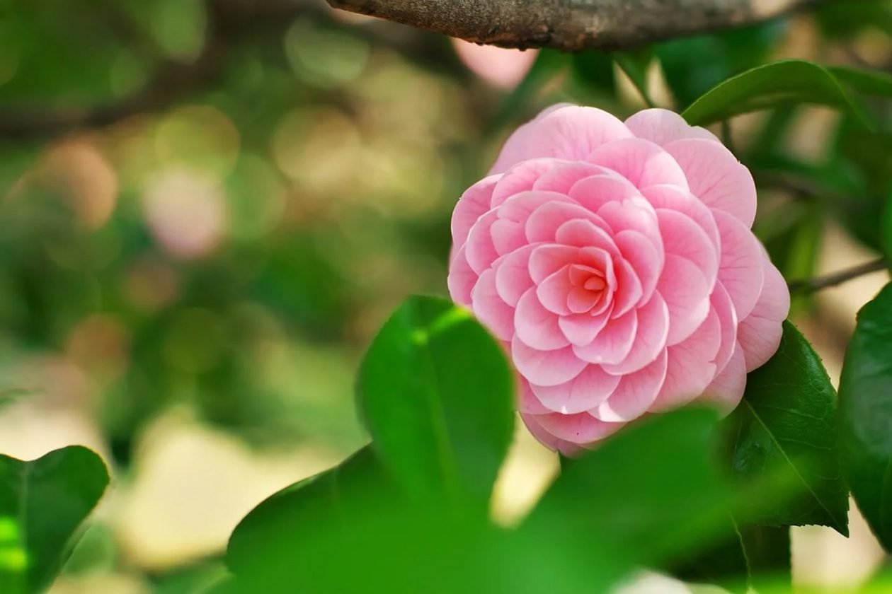 20 sorti ružičaste kamelije za sadnju za prekrasan prikaz u bašti ...