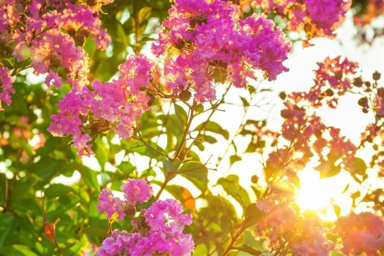 Crape Mirtles i sunčeva svetlost: Osnovni vodič za optimalan rast ...