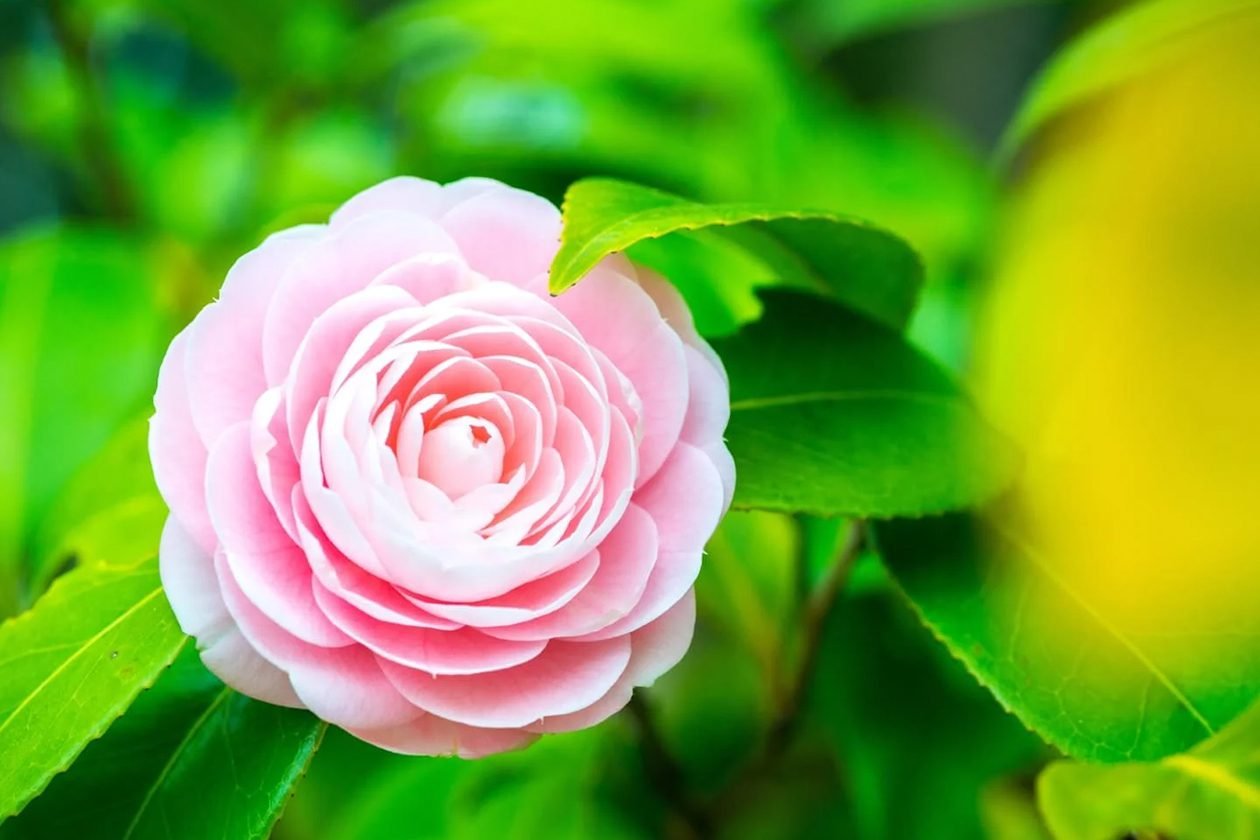 Istraživanje idealnih uslova za uzgoj cveća kamelije: Vodič za zone ...