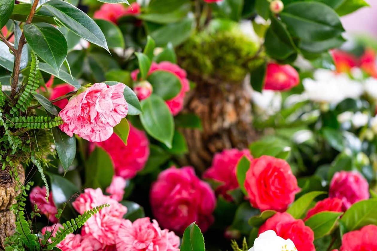 Kada i kako zalijevati kamelije: Osnovni saveti za optimalan rast ...