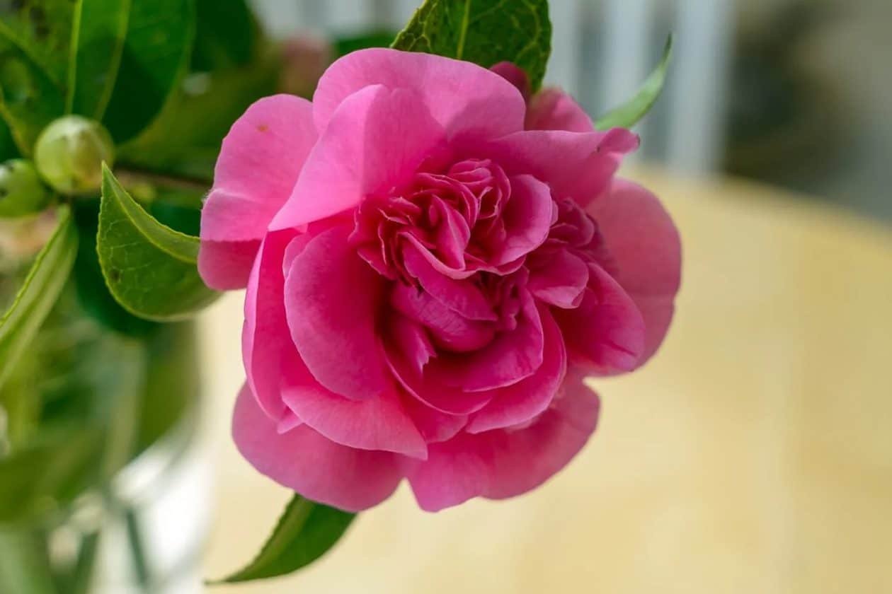 Kako seći kamelije za aranžman vaze ili buketa - Moja Cvecara