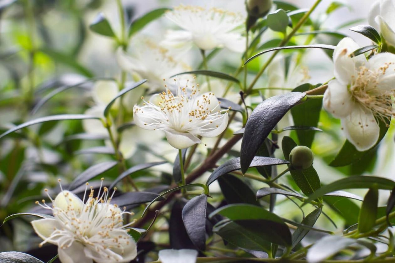 Koliko brzo, visoko i široko rastu biljke mirte? - Moja Cvecara