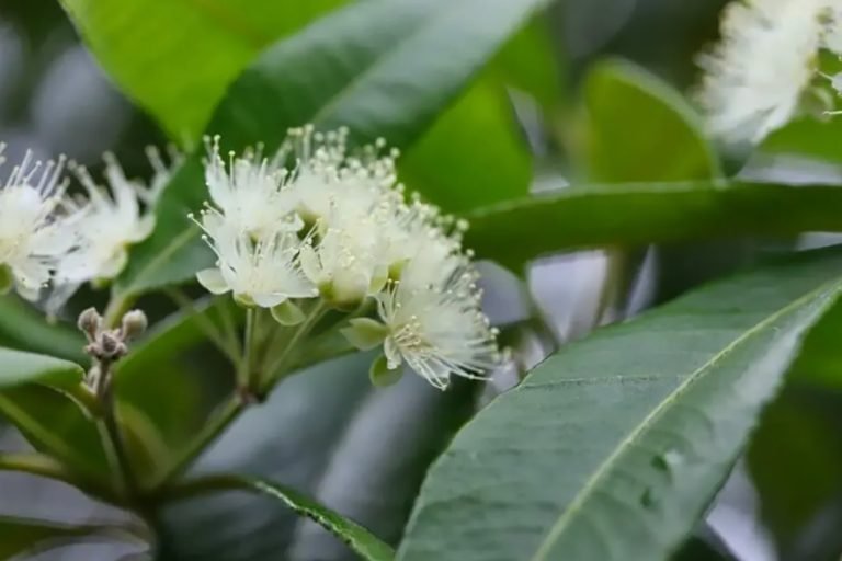 Koliko je sunčeve svetlosti potrebno limunskoj mirti? Osnovni vodič za ...