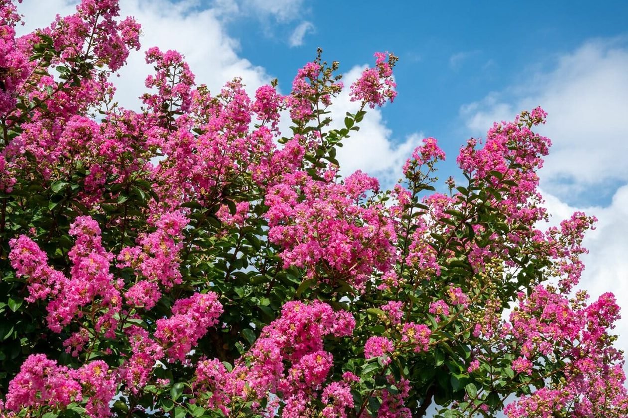 Obrezivanje i obrezivanje mirte krepa: vodič korak po korak za zdravo i ...