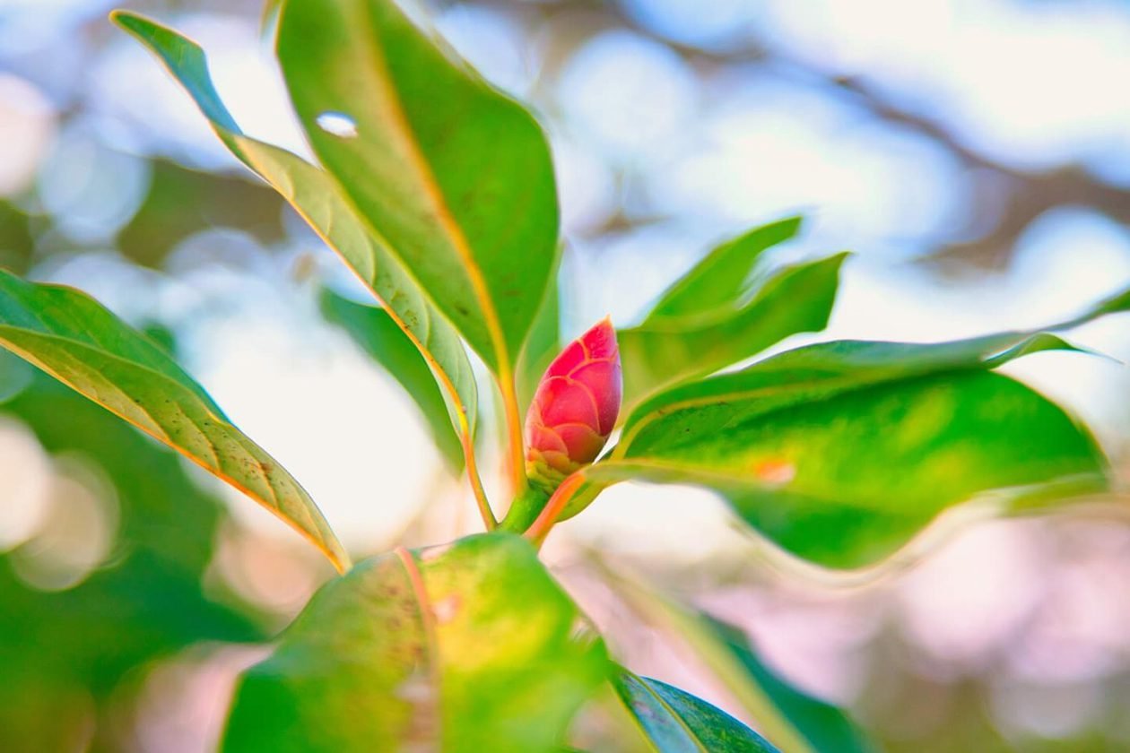 Rešavanje problema sa uvijanjem lišća kamelije: šta treba da znate ...