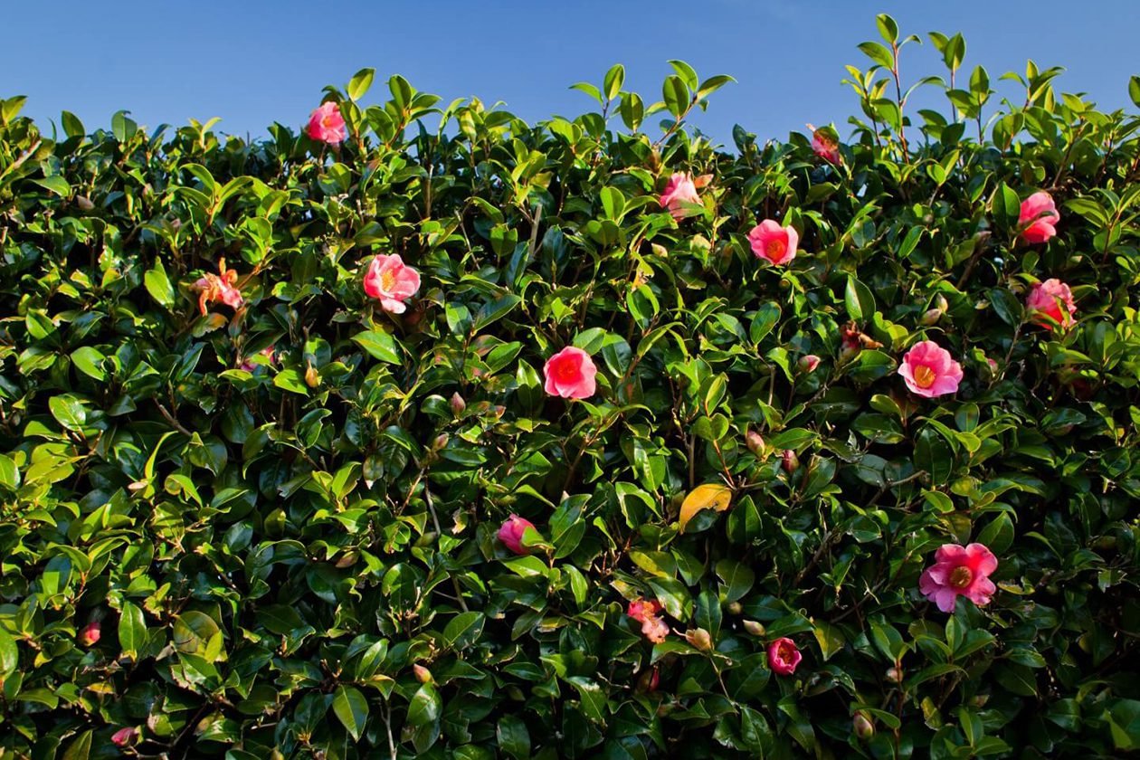 Uzgajanje žive ograde od kamelije: koje sorte odabrati za privatnost i ...