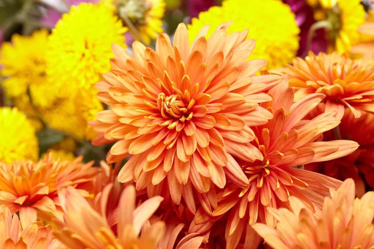 Cveće koje počinje sa 'C': 50 prelepih sorti kojima se divite - Moja ...