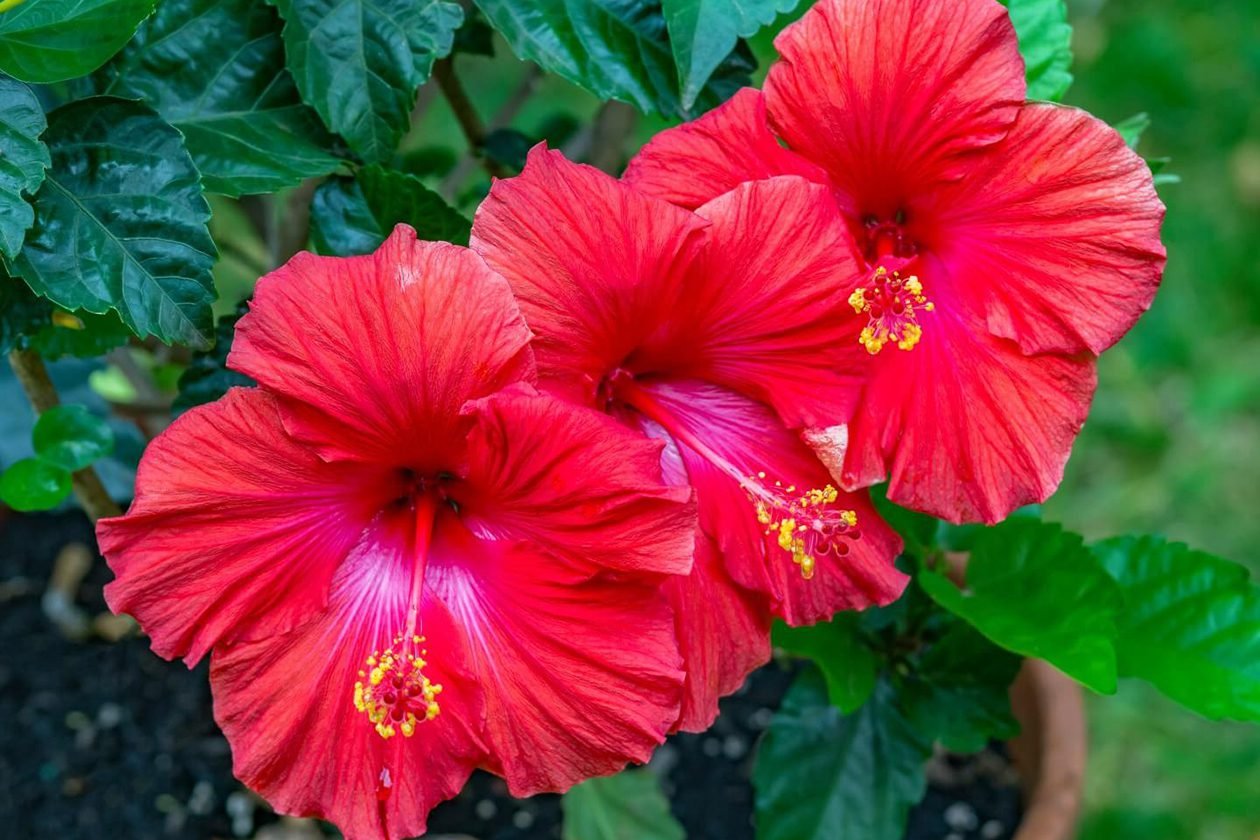 Možete li uzgajati hibiskus u saksijama i kontejnerima? (Osnovni saveti) - Moja Cvecara