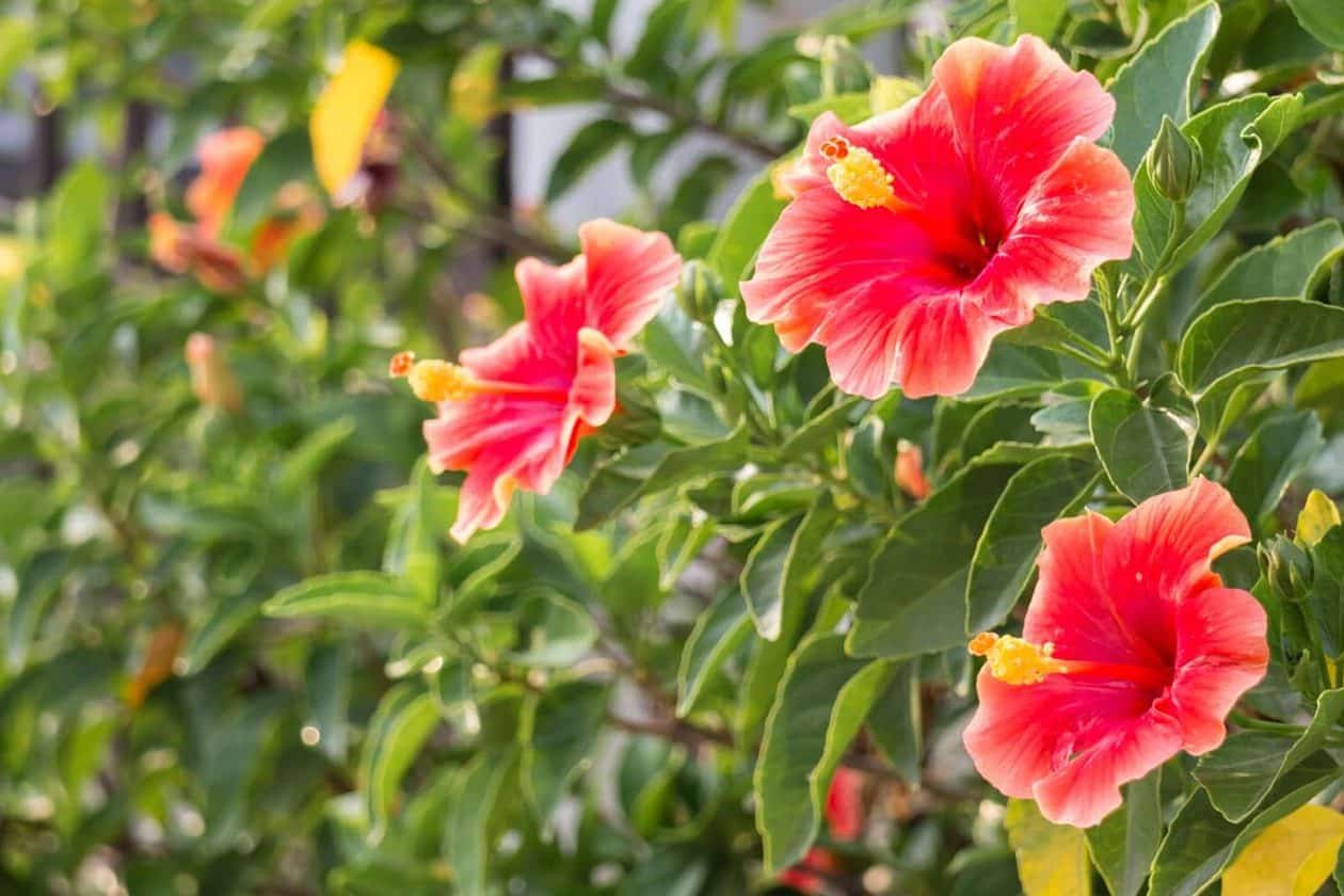Zahtevi u zemljištu hibiskusa za optimalan rast i maksimalno cvetanje ...