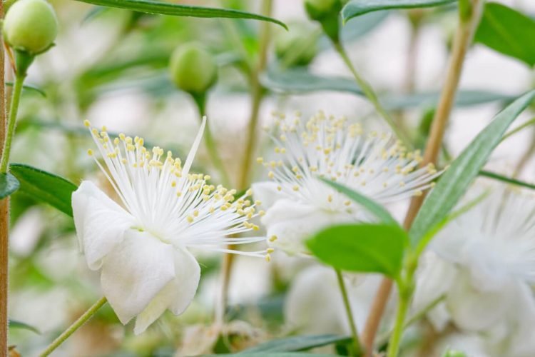 Zemljište od obične mirte: najbolje vrste za optimalan rast - Moja Cvecara