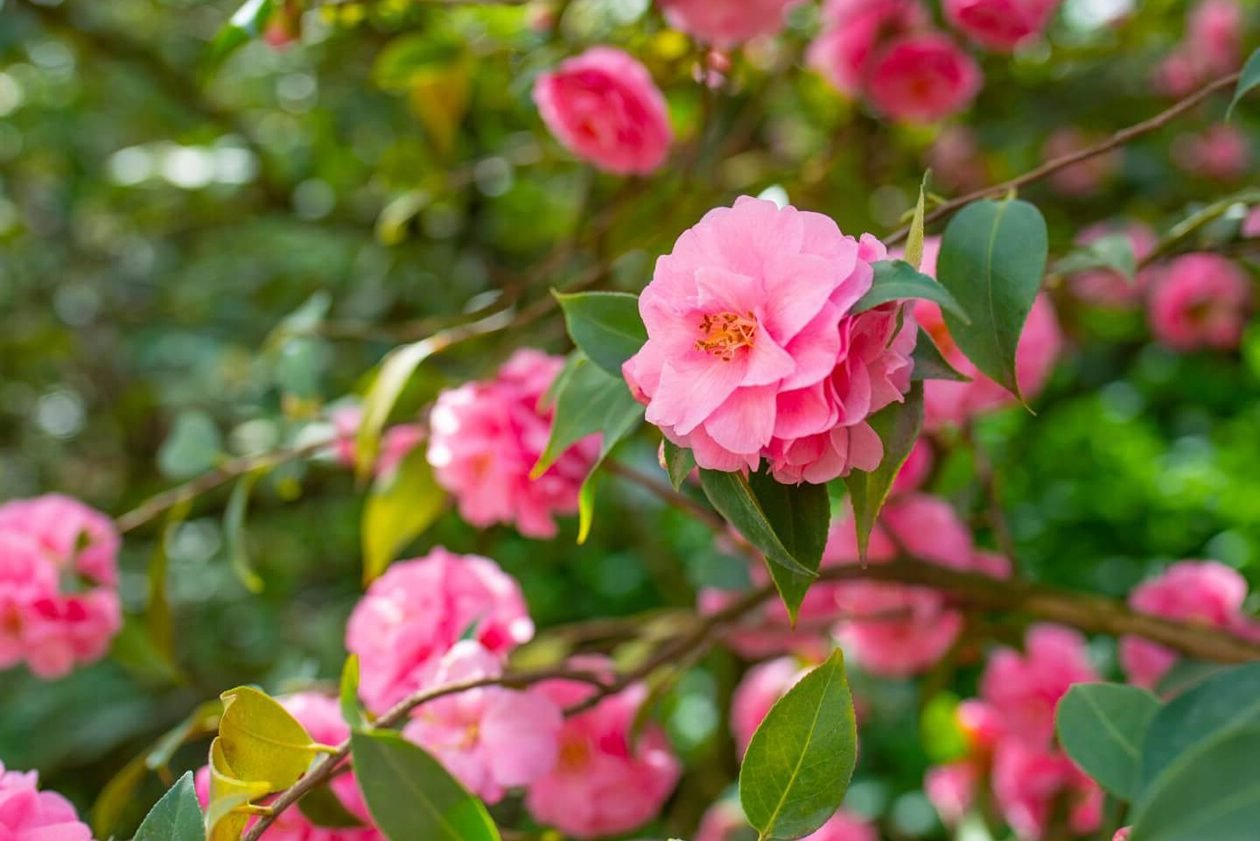 10 najboljiһ pratećiһ biljaka za kamelije - Moja Cvecara