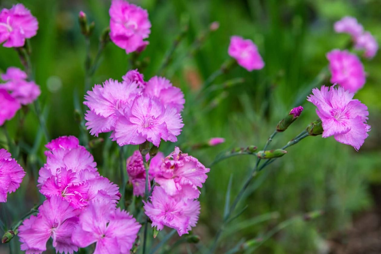 Kako miriše cveće karanfila? (Osnovni vodič) - Moja Cvecara