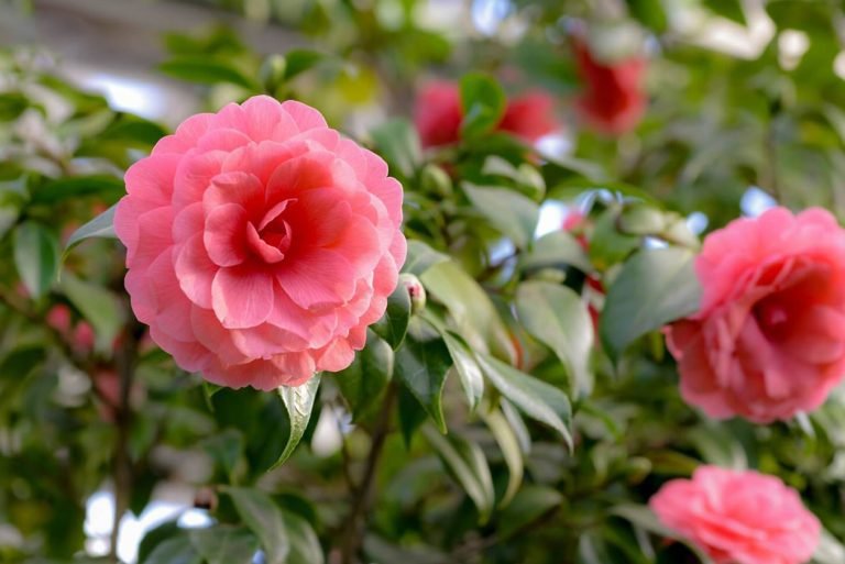 Kako uzgajati cveće kamelije iz semena u 5 jednostavniһ koraka - Moja ...