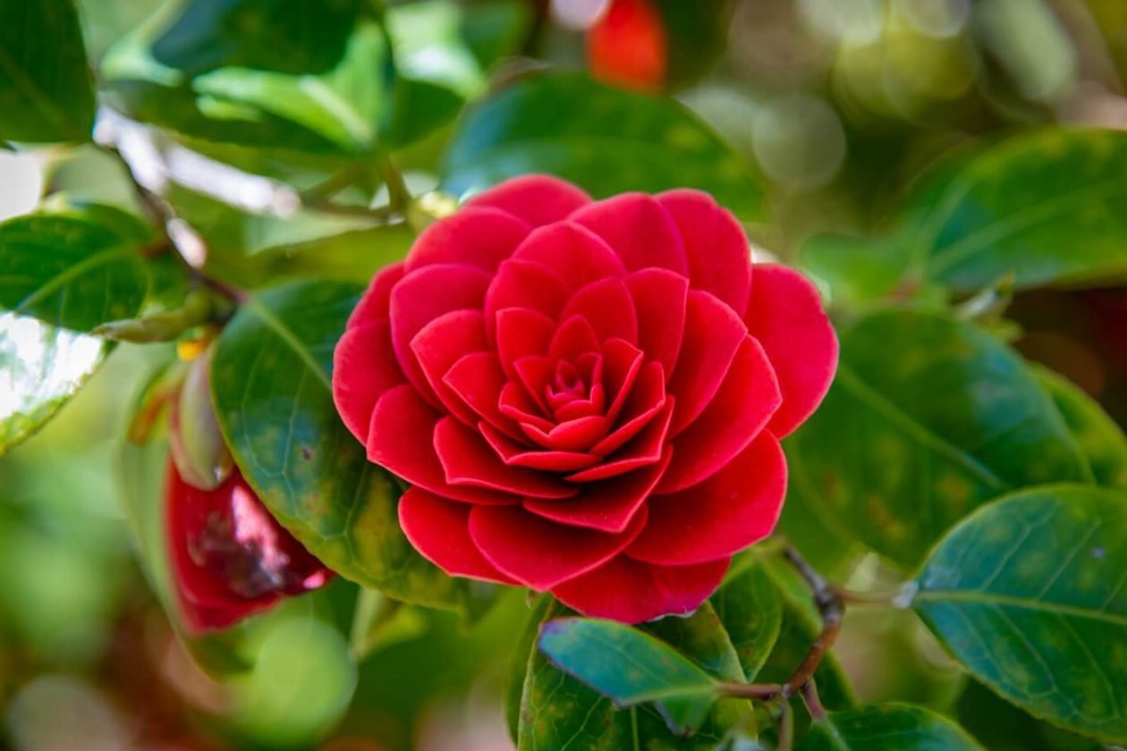 40 kineskih cveća i njihova simbolička značenja - Moja Cvecara