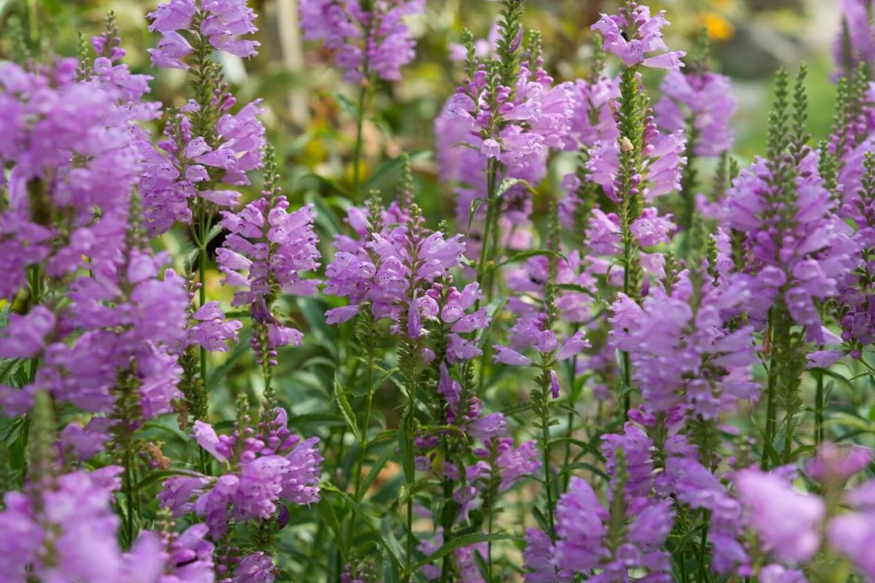 Cveće koje počinje sa F: 50 prelepih sorti kojima se divite - Moja Cvecara