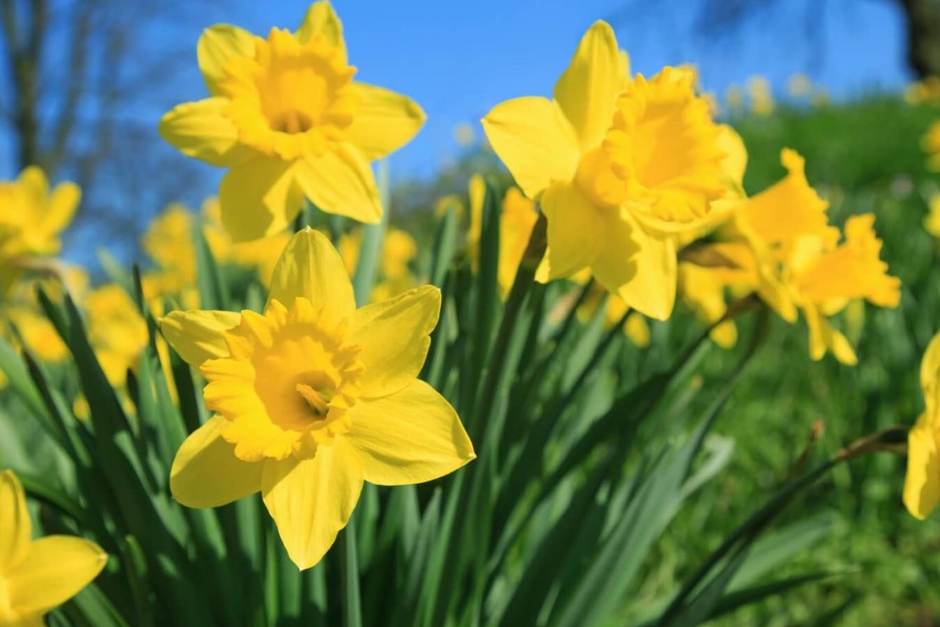 Cveće narcisa: dubinski pogled na njihovo značenje, simbolizam i ...