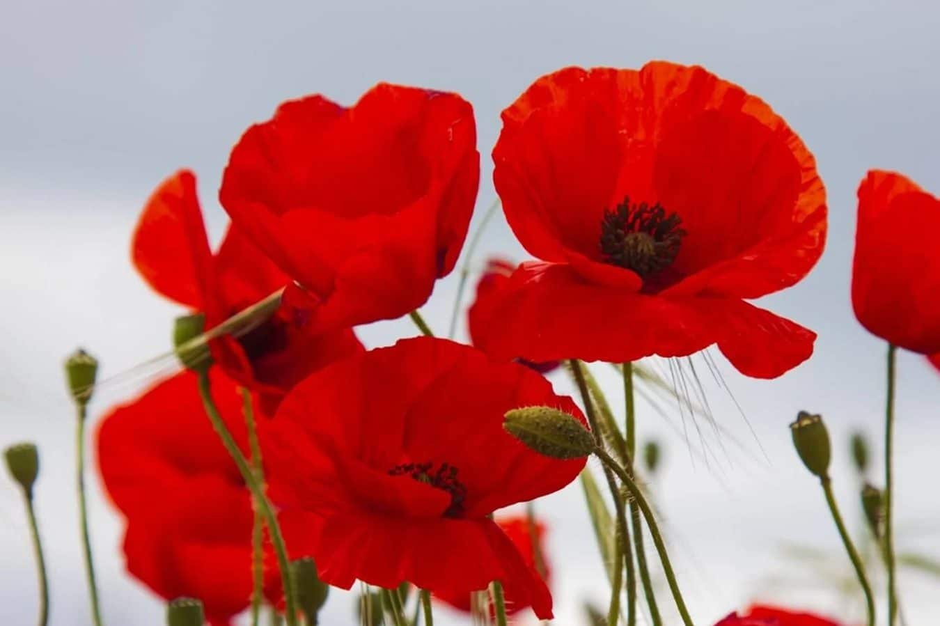 Značenje i simbolika cveta maka u jeziku cveća - Moja Cvecara