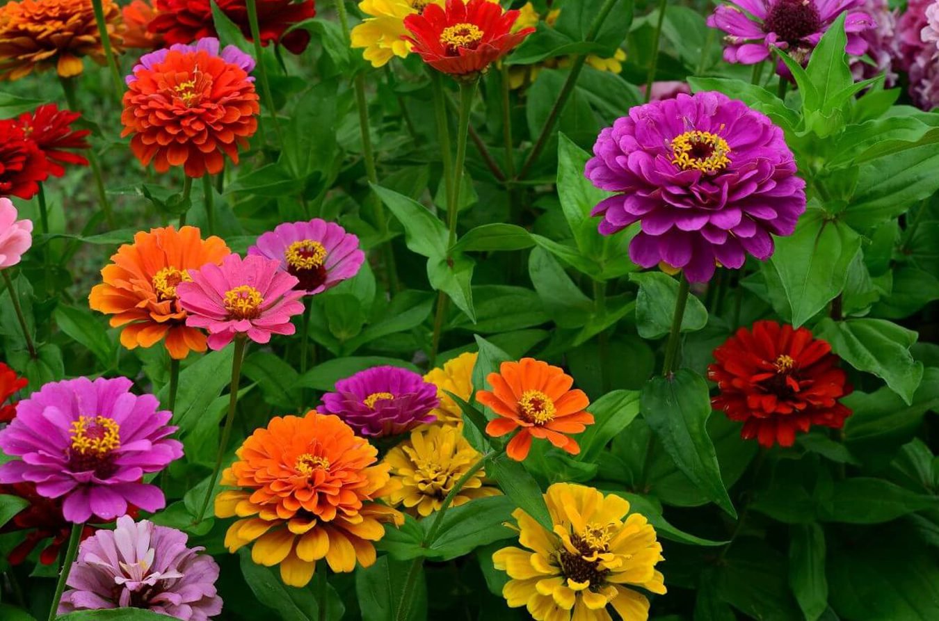 Šarene priče o simbolici cveta cinije - Moja Cvecara