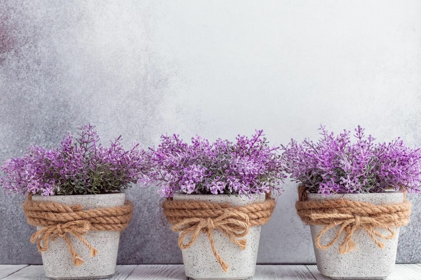 Optimalno tlo za lavandu: stvaranje savršenog okruženja za rast - Moja ...